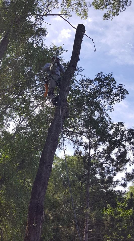 Gallery - Duden's Tree Care