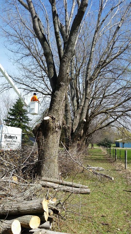 Gallery - Duden's Tree Care