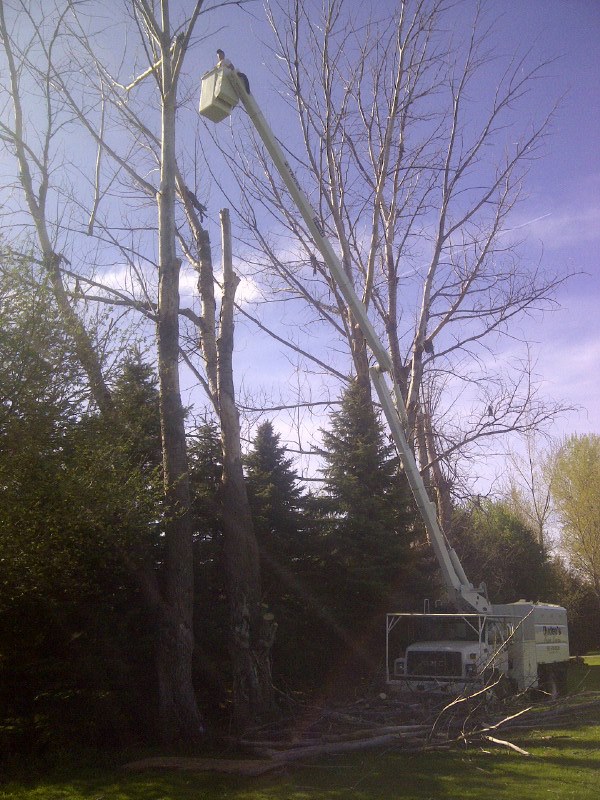 Gallery - Duden's Tree Care
