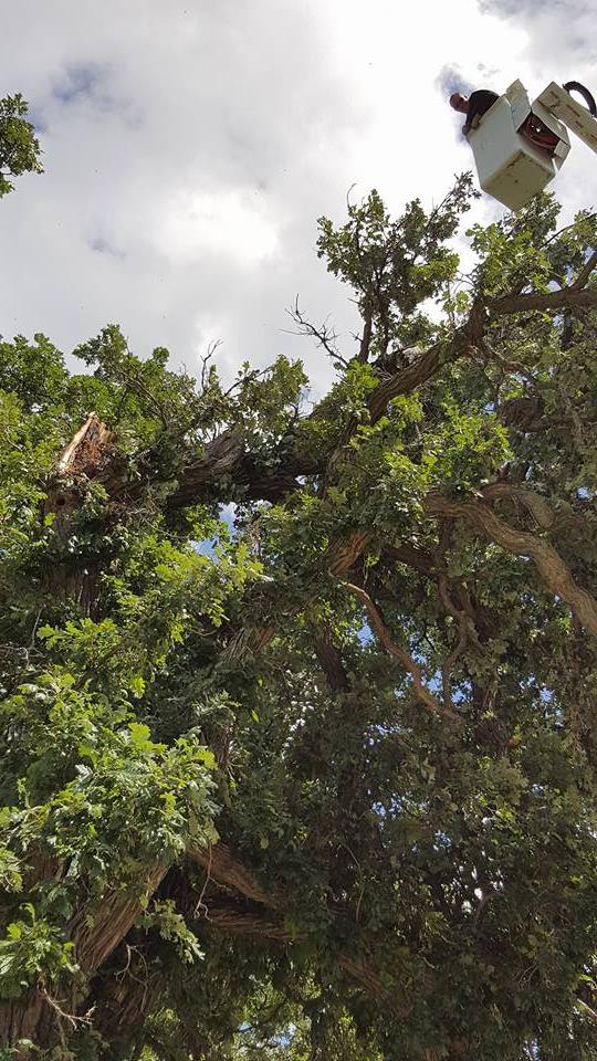 Gallery - Duden's Tree Care