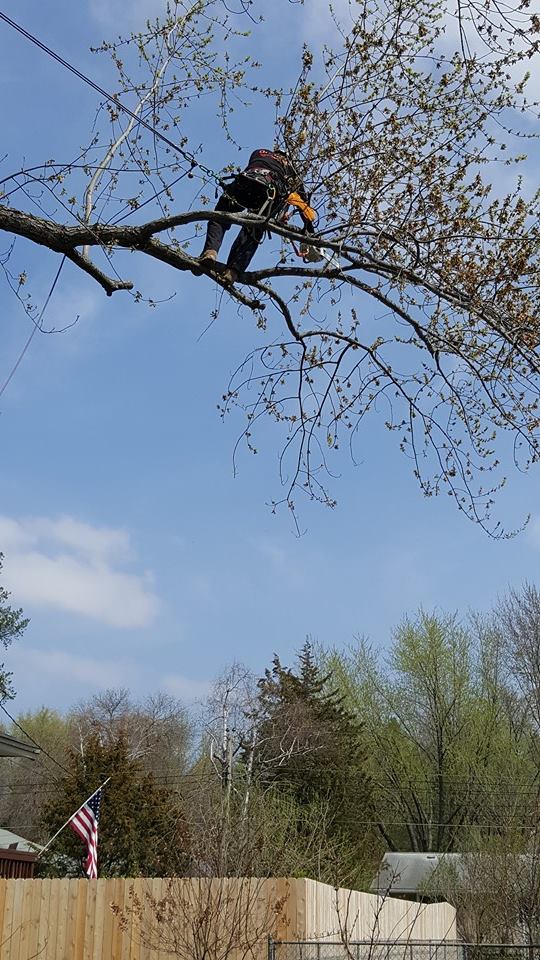 Gallery - Duden's Tree Care