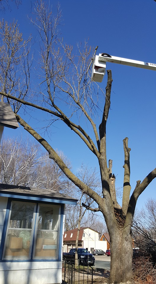 Gallery - Duden's Tree Care