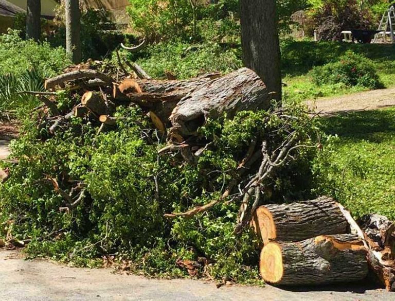 Brush Hauling – Dudens Tree Care